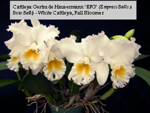 Cattleya 8